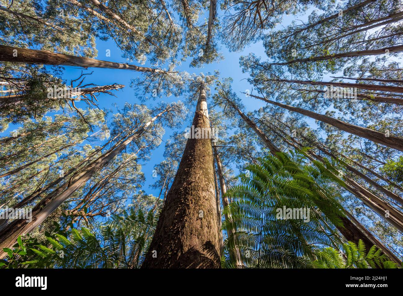 Looking into temperate rainforest canopy hi-res stock photography and ...