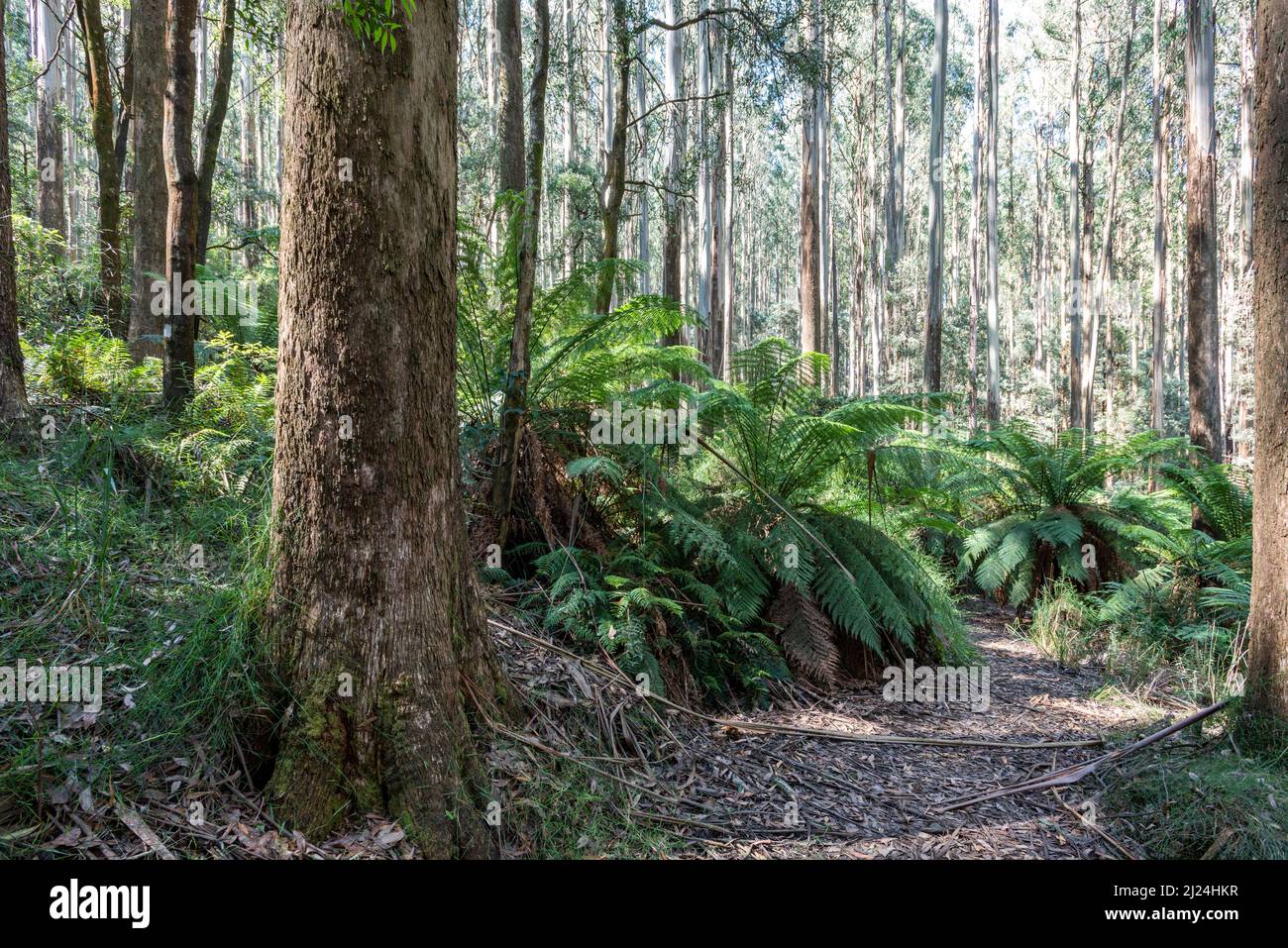 Lush forest vegetation of the Myrtle Gully Circuit, an 8-kilometre loop ...