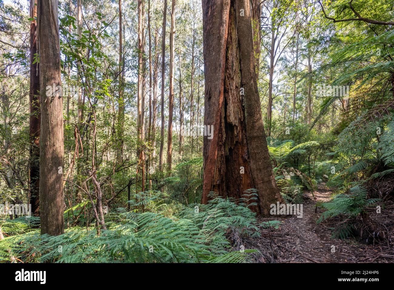 Lush forest vegetation of the Myrtle Gully Circuit, an 8-kilometre loop ...