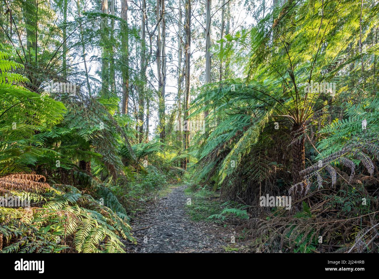 Lush forest vegetation of the Myrtle Gully Circuit, an 8-kilometre loop ...