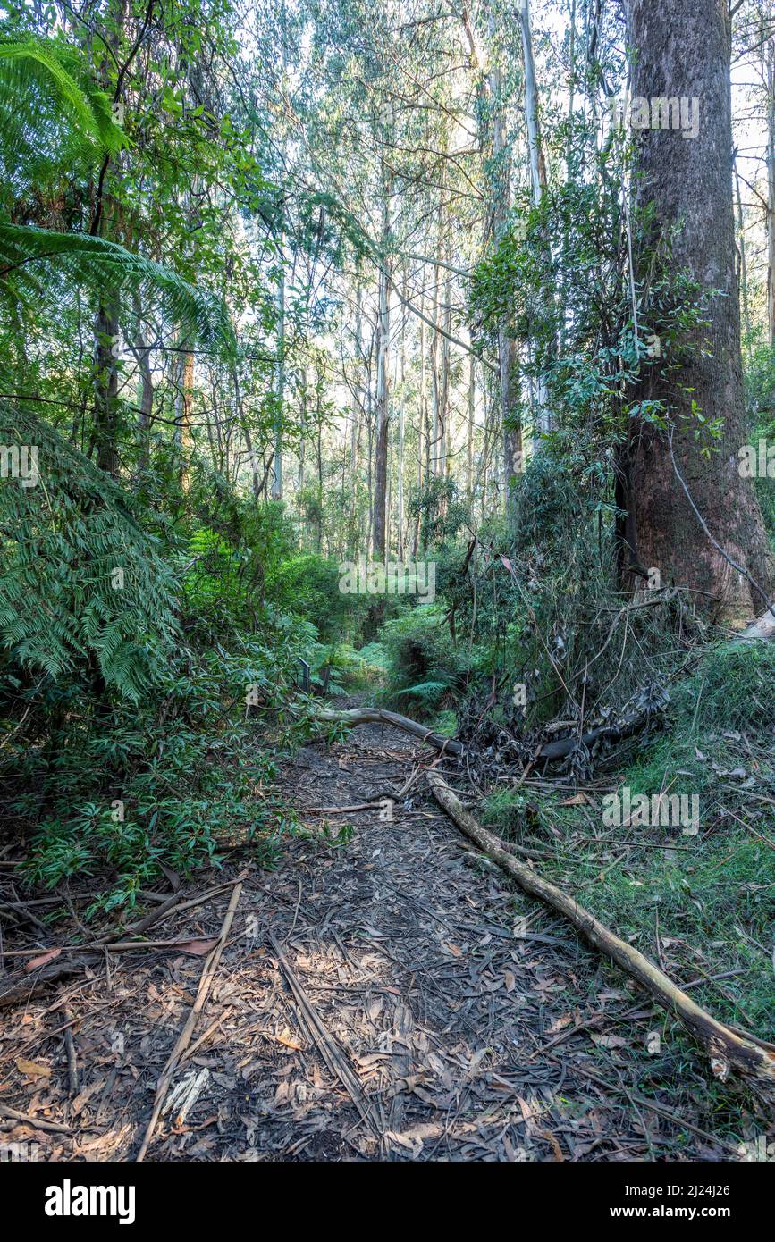 Lush forest vegetation of the Myrtle Gully Circuit, an 8-kilometre loop ...