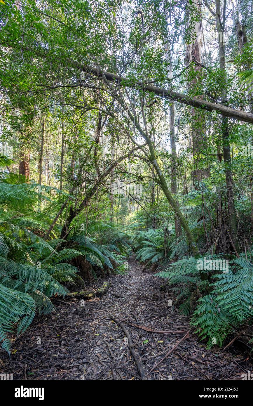 Lush forest vegetation of the Myrtle Gully Circuit, an 8-kilometre loop ...