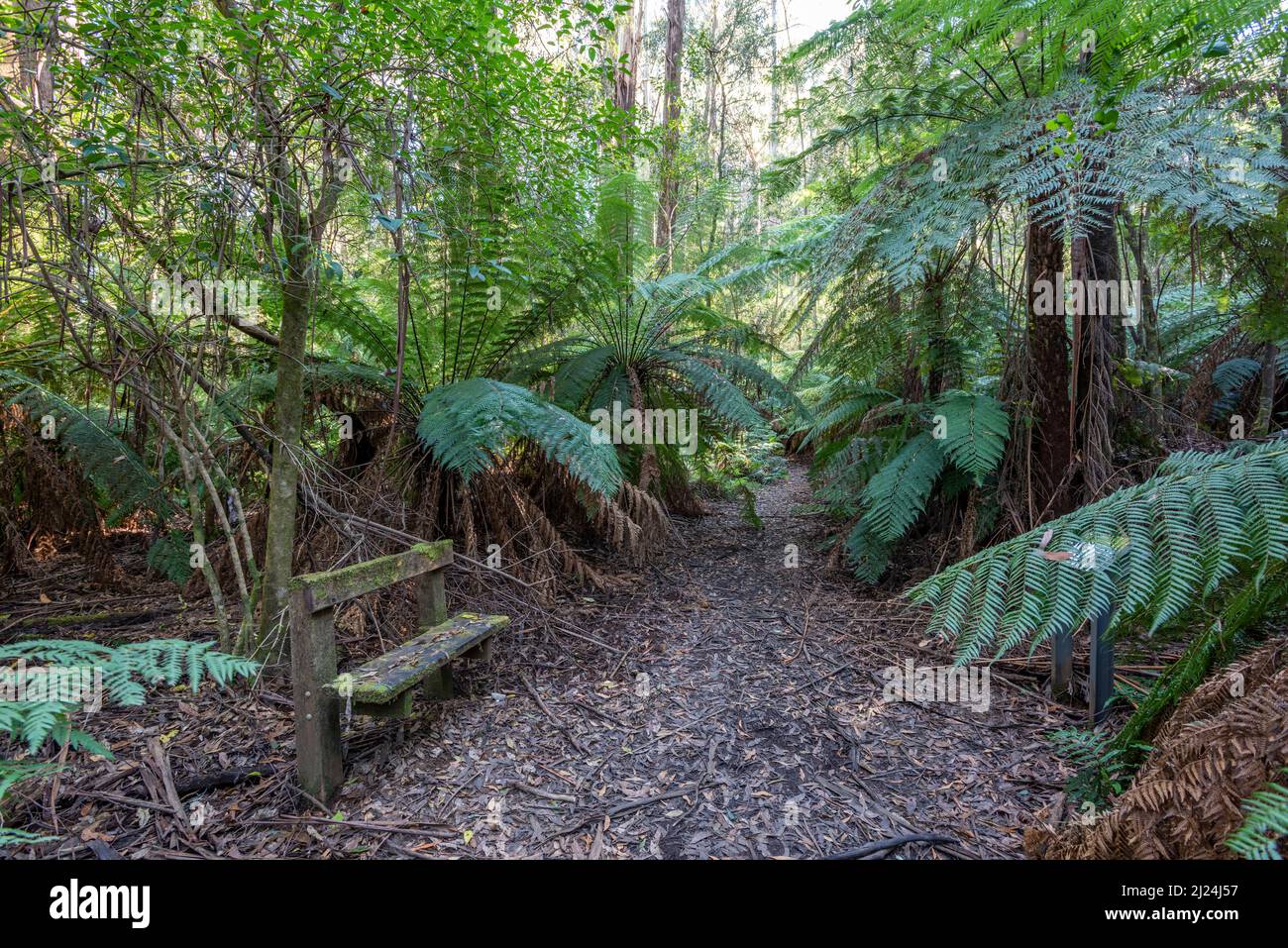 Lush forest vegetation of the Myrtle Gully Circuit, an 8-kilometre loop ...