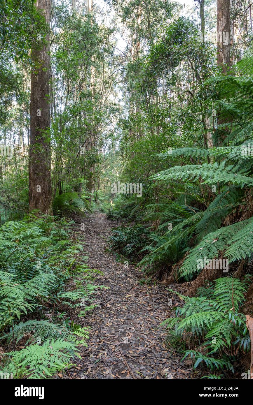 Lush forest vegetation of the Myrtle Gully Circuit, an 8-kilometre loop ...