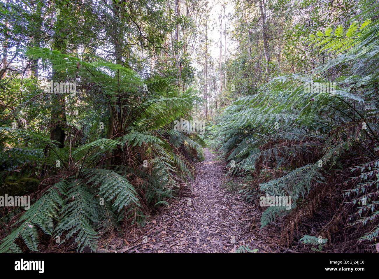 Lush forest vegetation of the Myrtle Gully Circuit, an 8-kilometre loop ...