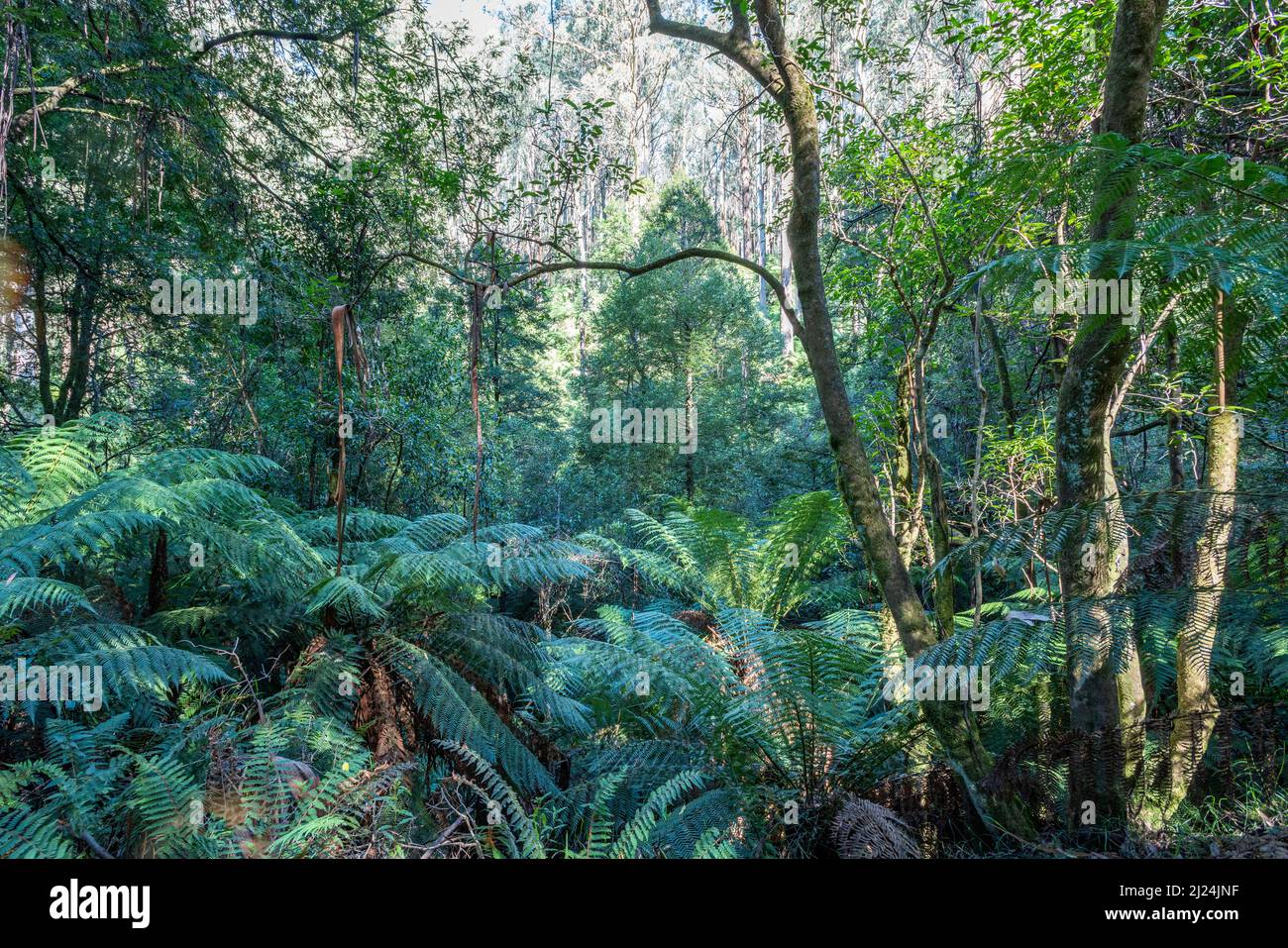 Lush forest vegetation of the Myrtle Gully Circuit, an 8-kilometre loop ...