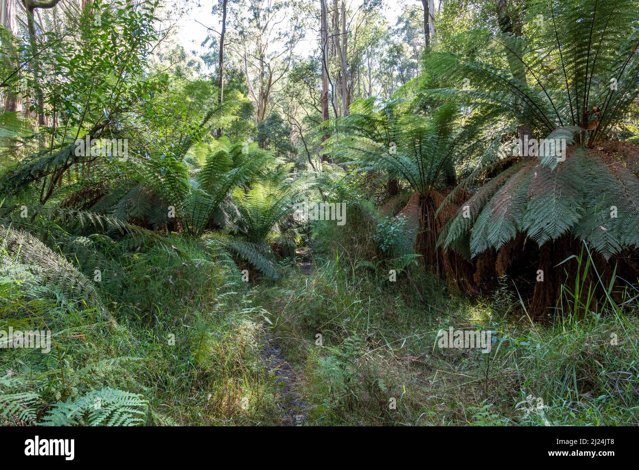 Lush forest vegetation of the Myrtle Gully Circuit, an 8-kilometre loop ...
