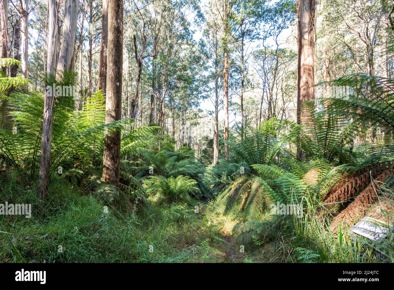 Lush forest vegetation of the Myrtle Gully Circuit, an 8-kilometre loop ...