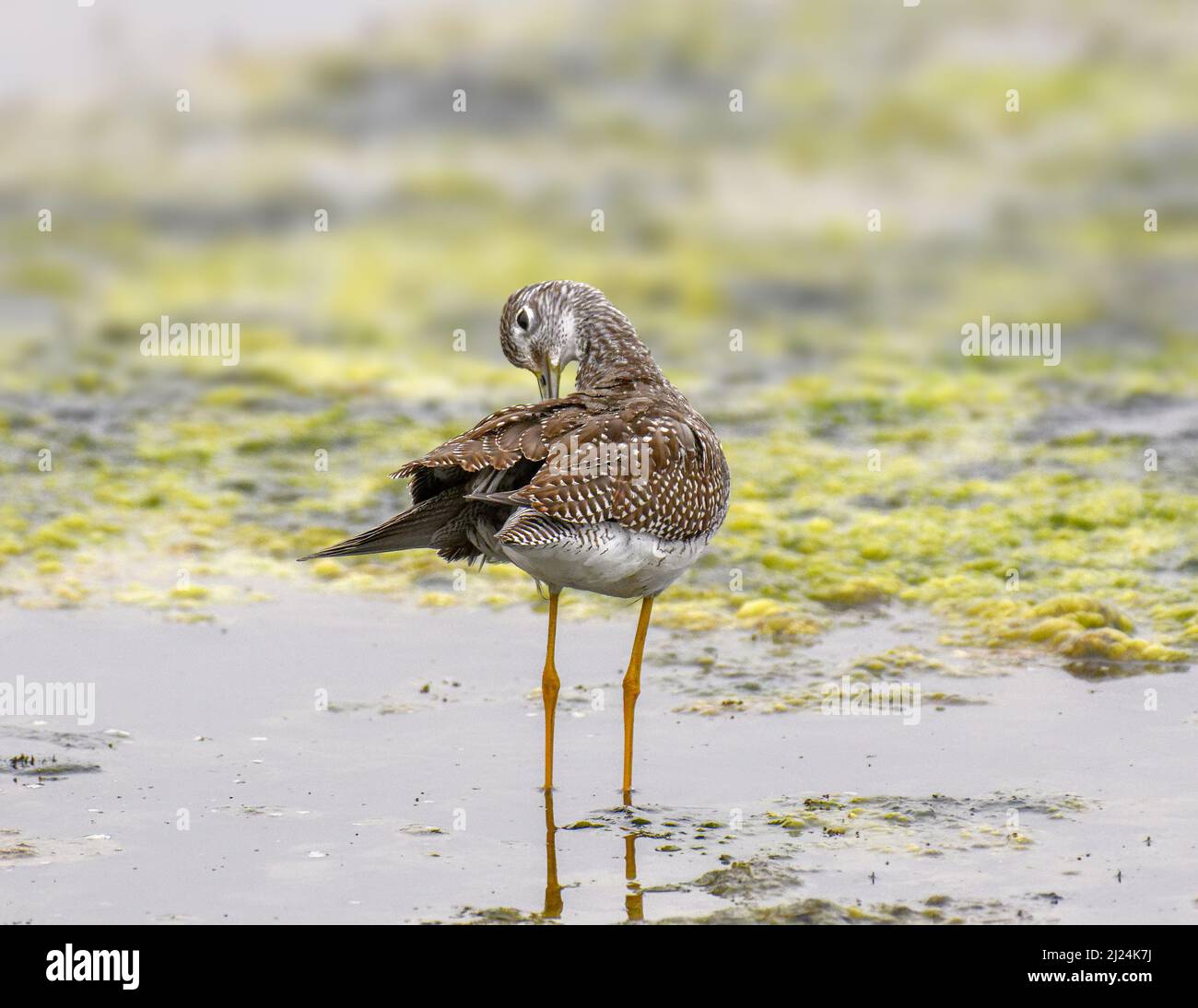 The greater Yellow legged Sandpiper (Tringa melanoleuca) in Malibu ...