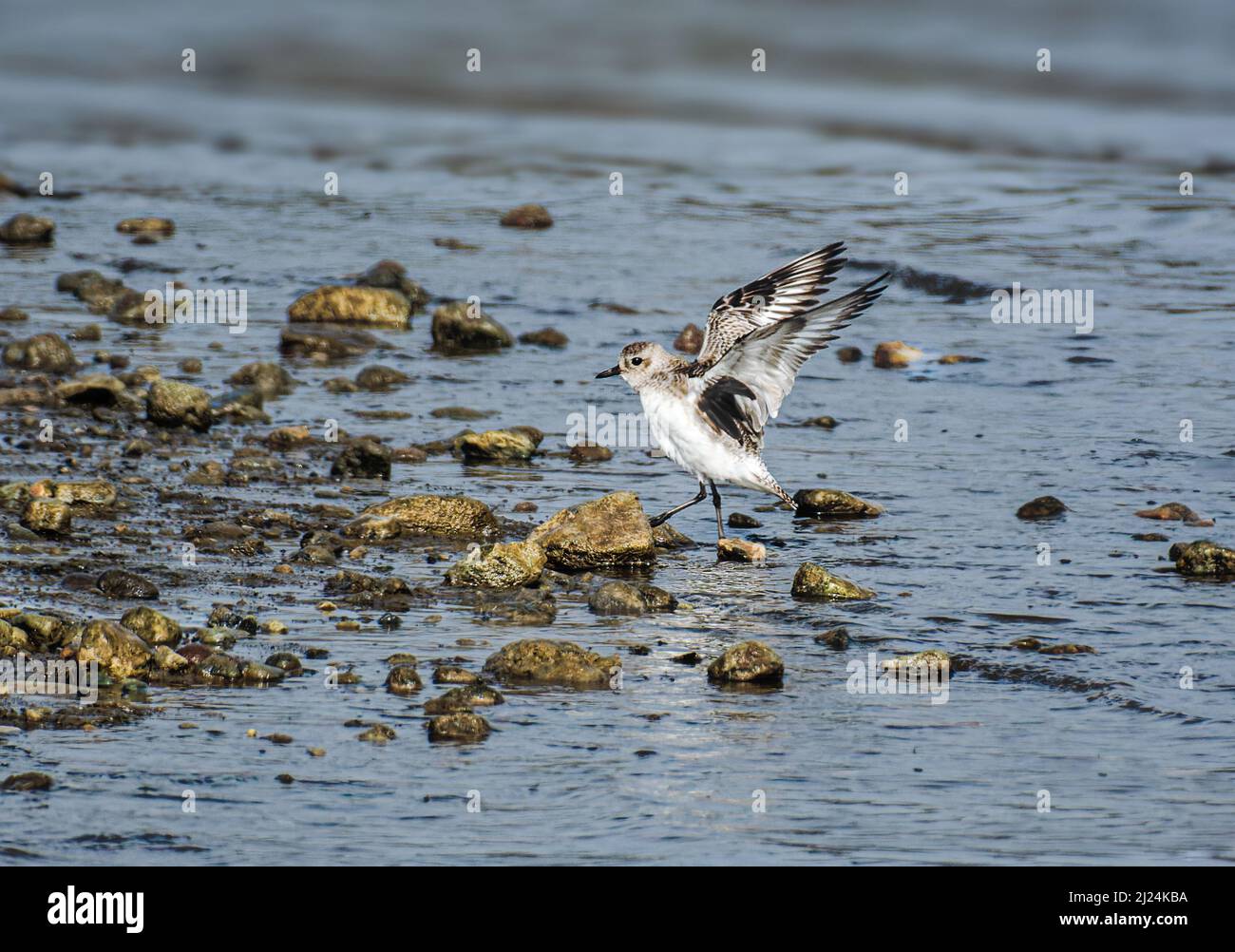 Willet tringa semipalmata flying hi-res stock photography and images ...