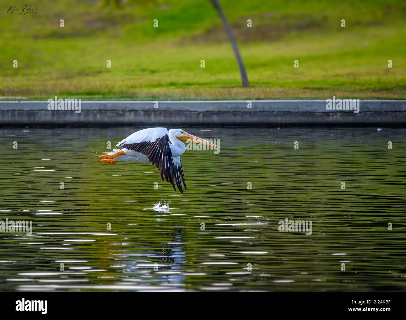 American white pelican migration hi-res stock photography and images ...