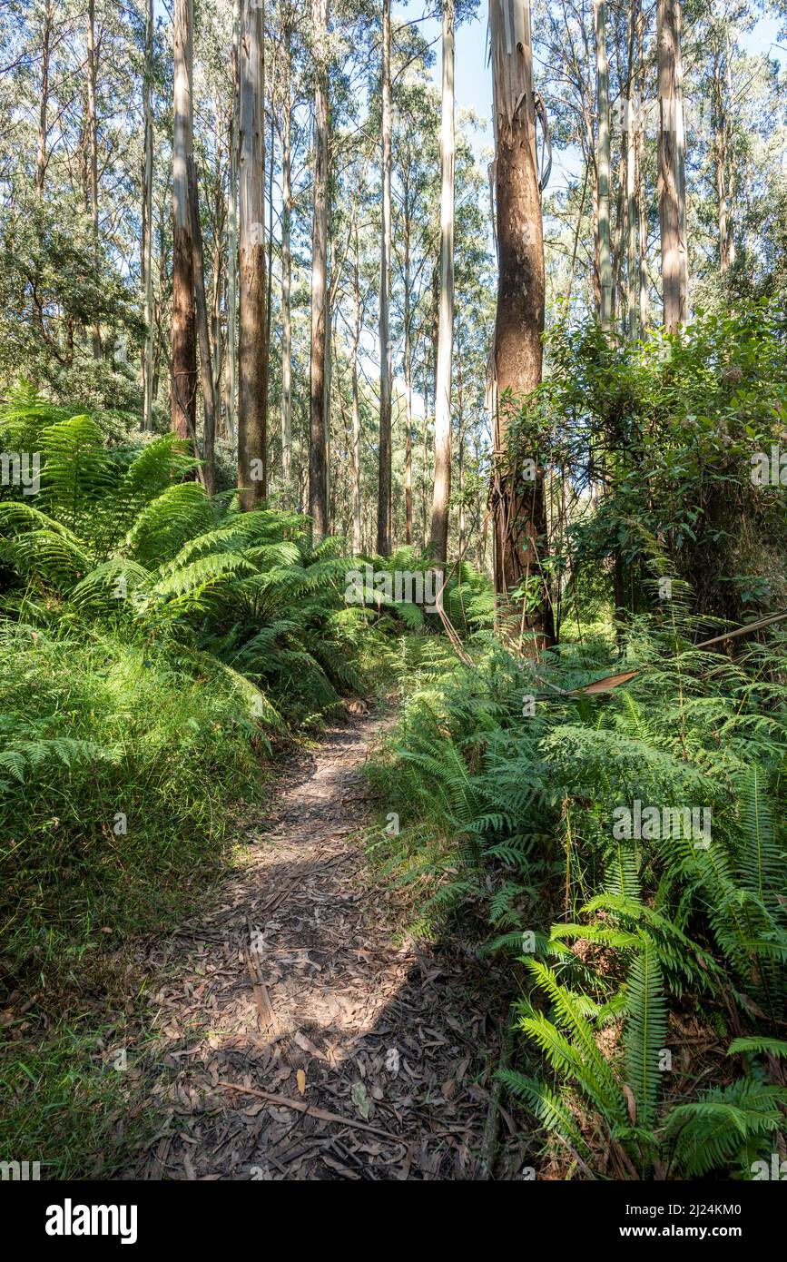 Lush forest vegetation of the Myrtle Gully Circuit, an 8-kilometre loop ...