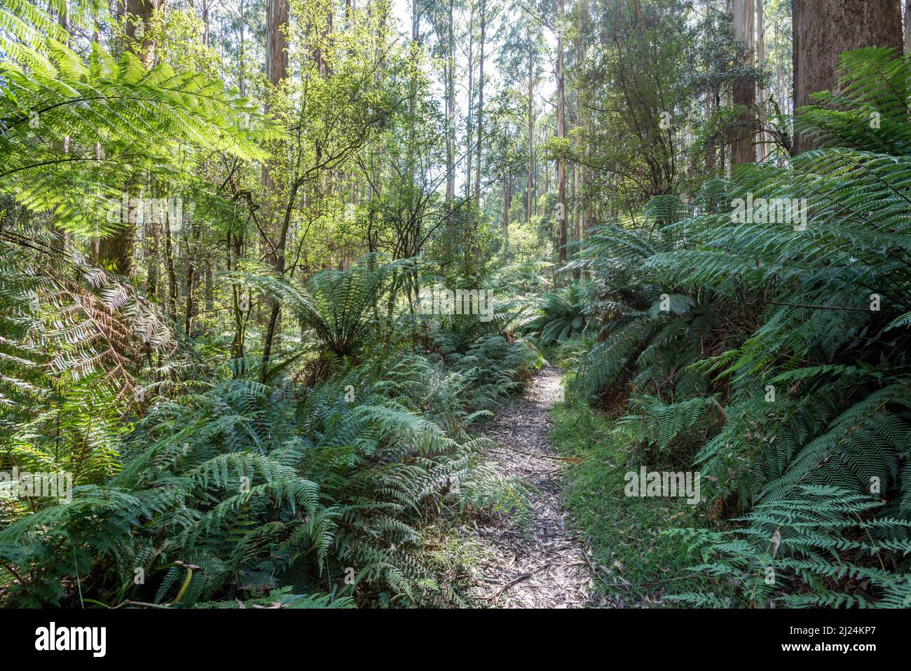 Lush forest vegetation of the Myrtle Gully Circuit, an 8-kilometre loop ...