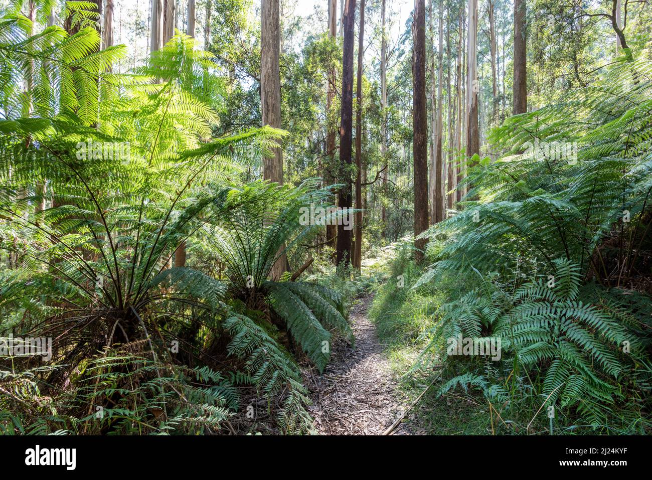 Lush forest vegetation of the Myrtle Gully Circuit, an 8-kilometre loop ...