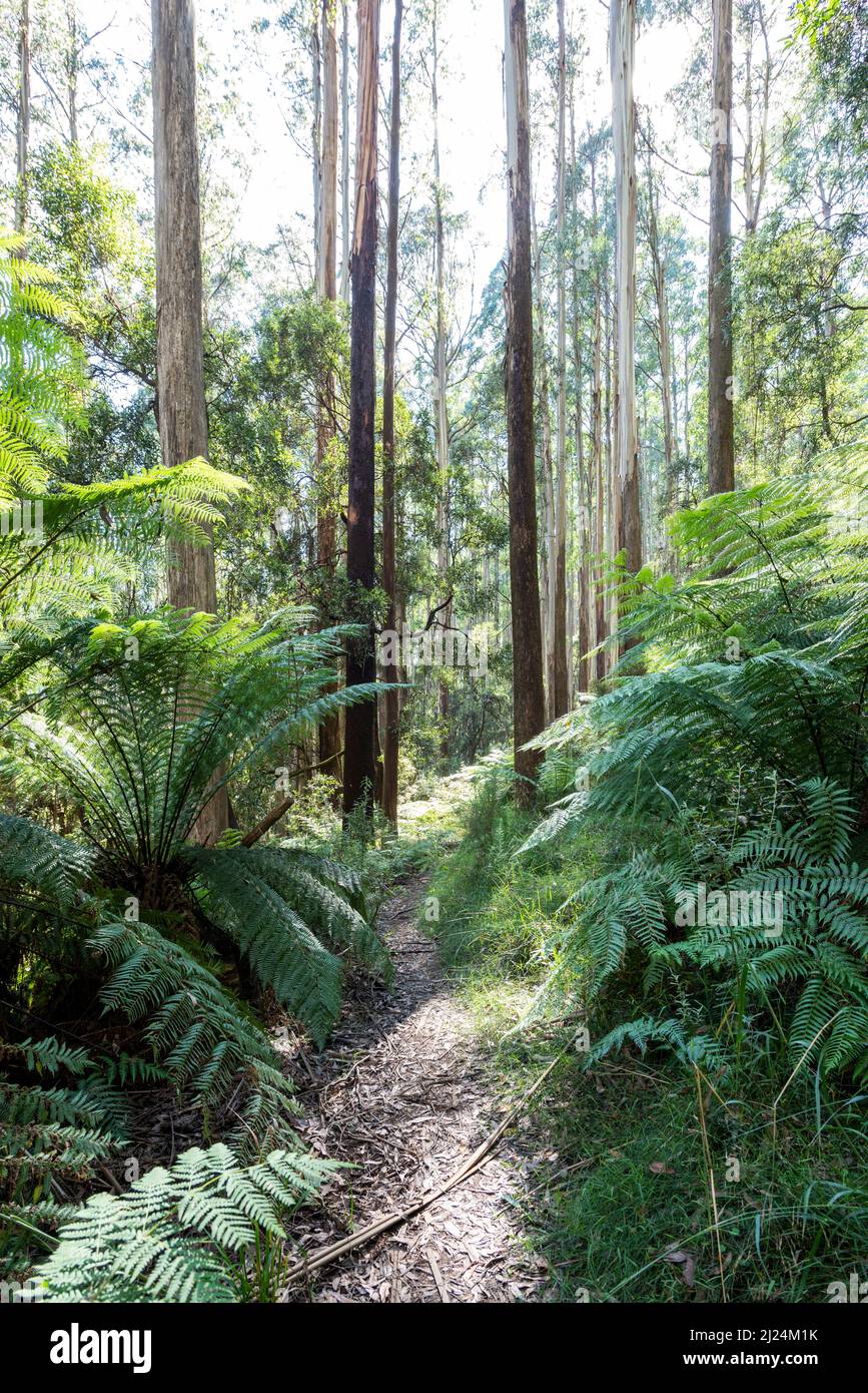 Lush forest vegetation of the Myrtle Gully Circuit, an 8-kilometre loop ...