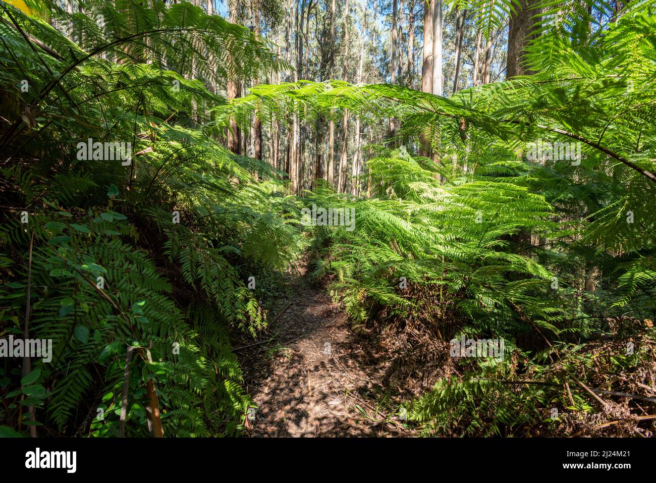 Lush forest vegetation of the Myrtle Gully Circuit, an 8-kilometre loop ...