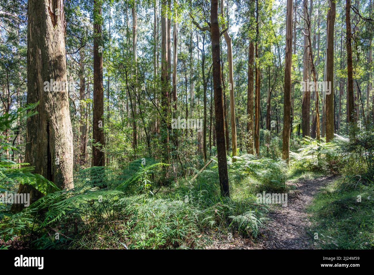 Lush forest vegetation of the Myrtle Gully Circuit, an 8-kilometre loop ...