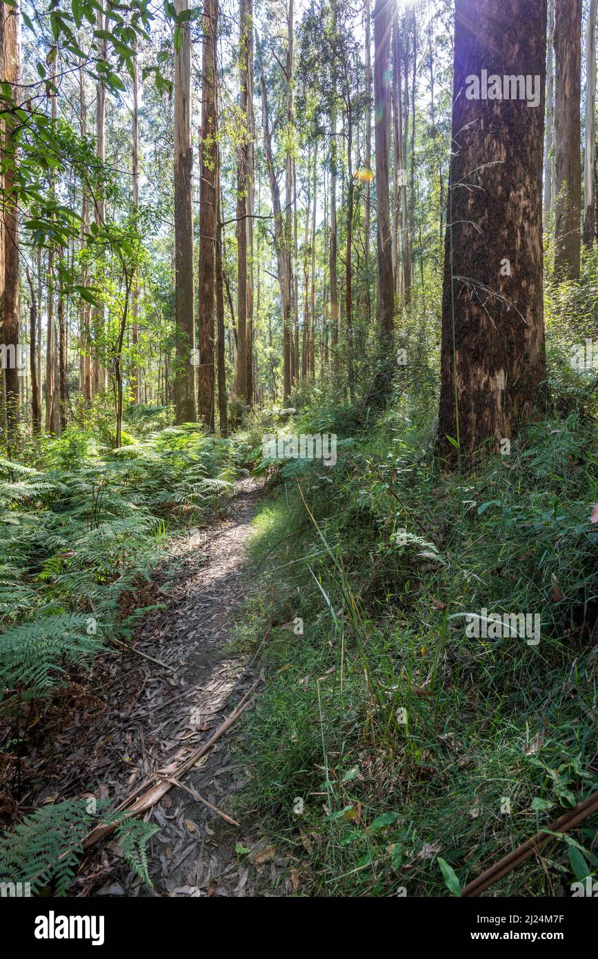 Lush forest vegetation of the Myrtle Gully Circuit, an 8-kilometre loop ...
