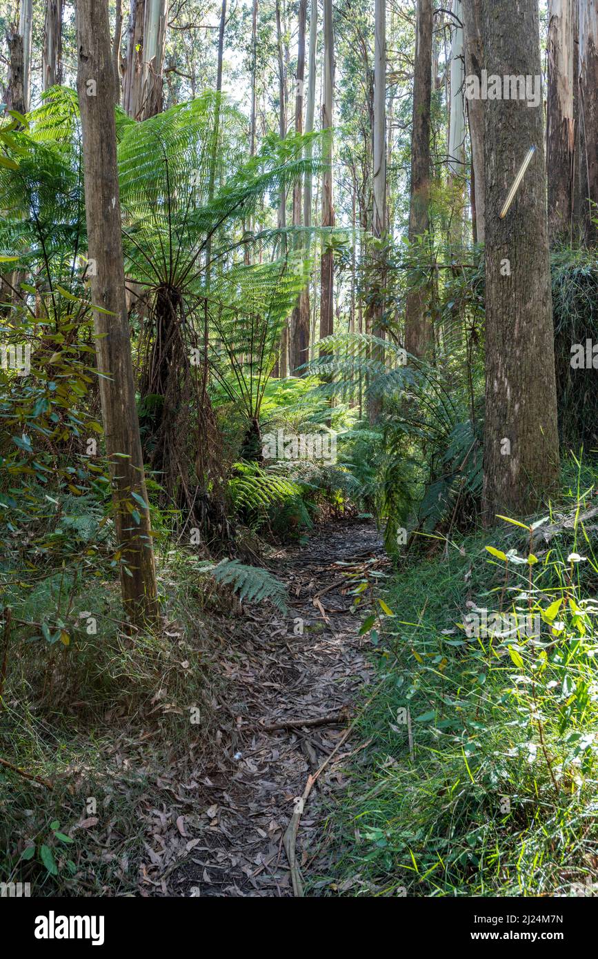 Lush forest vegetation of the Myrtle Gully Circuit, an 8-kilometre loop ...