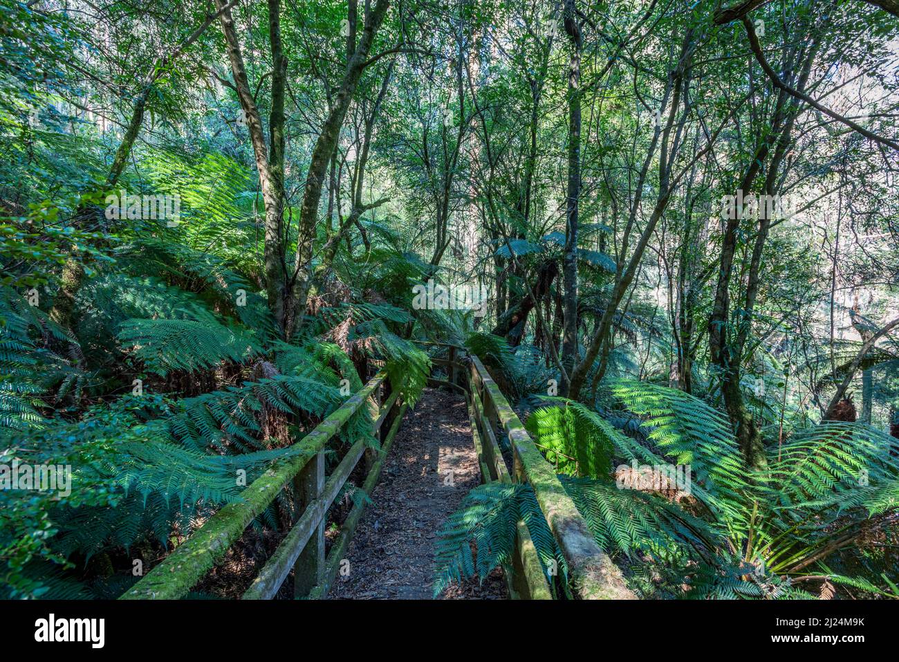 Lush forest vegetation of the Myrtle Gully Circuit, an 8-kilometre loop ...