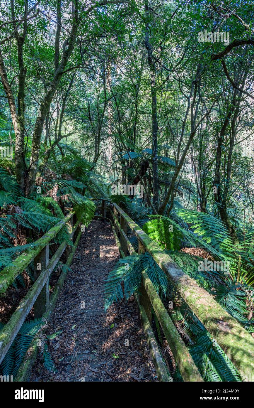 Lush forest vegetation of the Myrtle Gully Circuit, an 8-kilometre loop ...