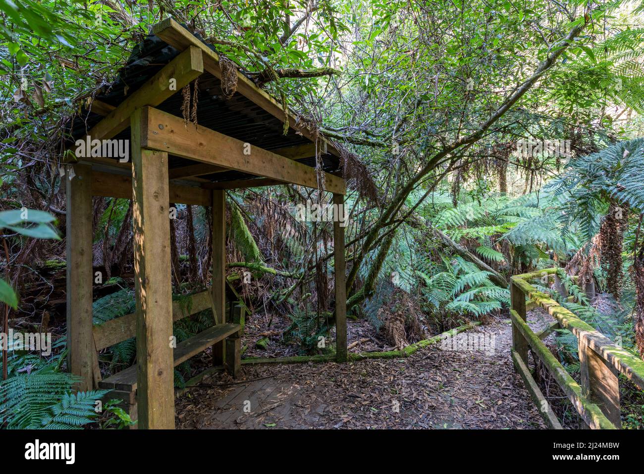 Lush forest vegetation of the Myrtle Gully Circuit, an 8-kilometre loop ...