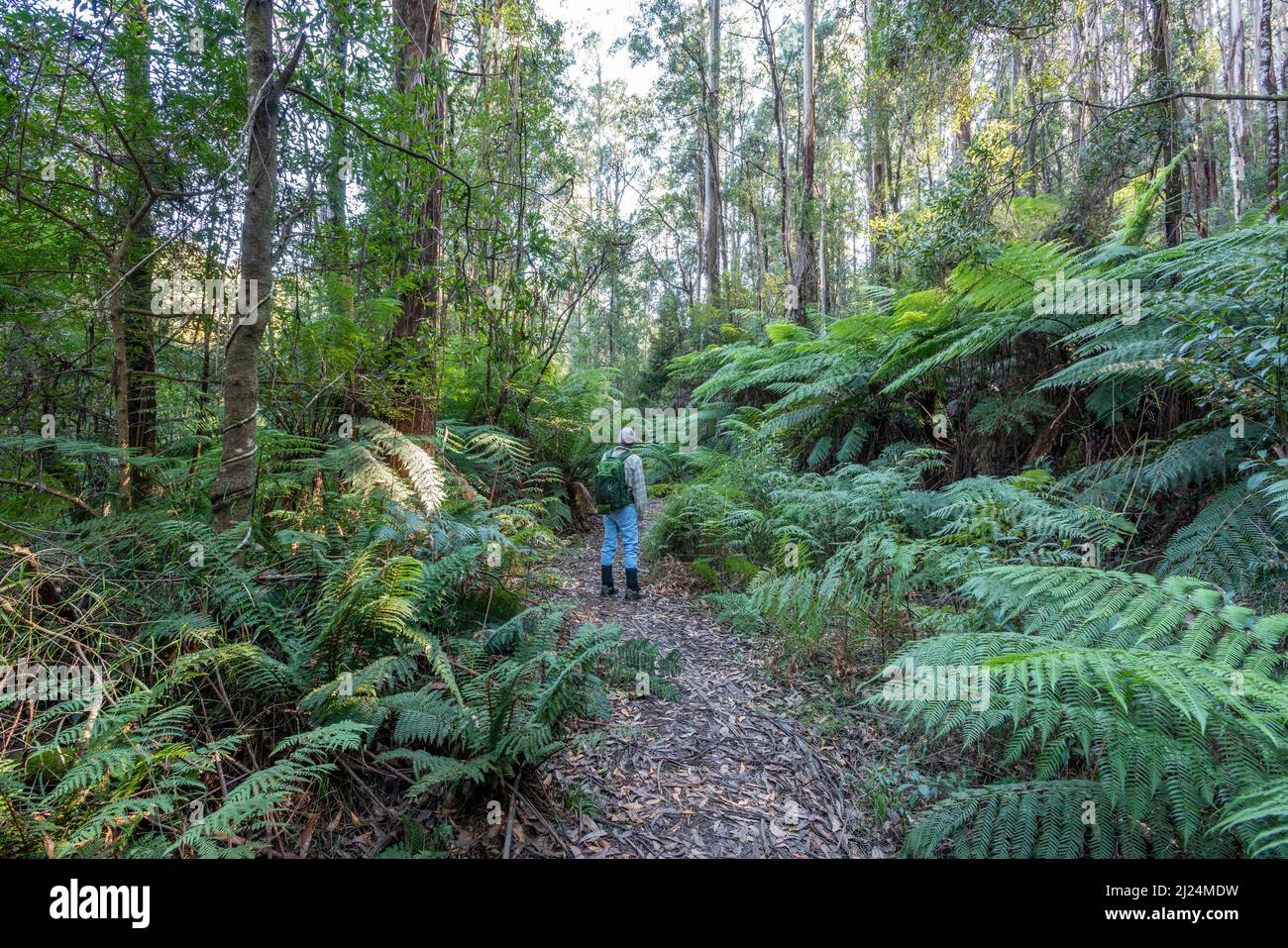 Man hiking through the lush forest vegetation of the Myrtle Gully ...