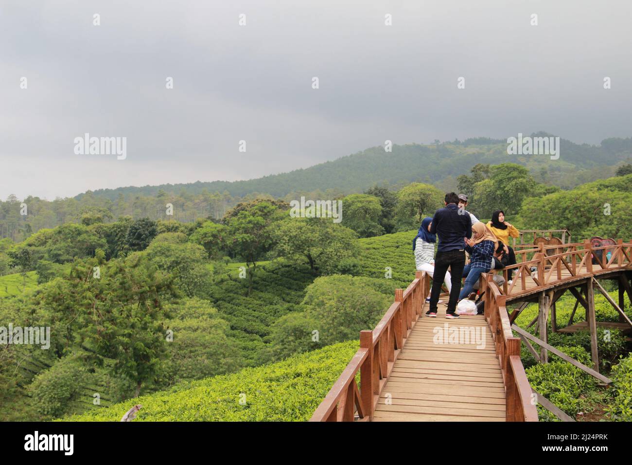 Indonesia tea plantation indonesia tea hi-res stock photography and ...