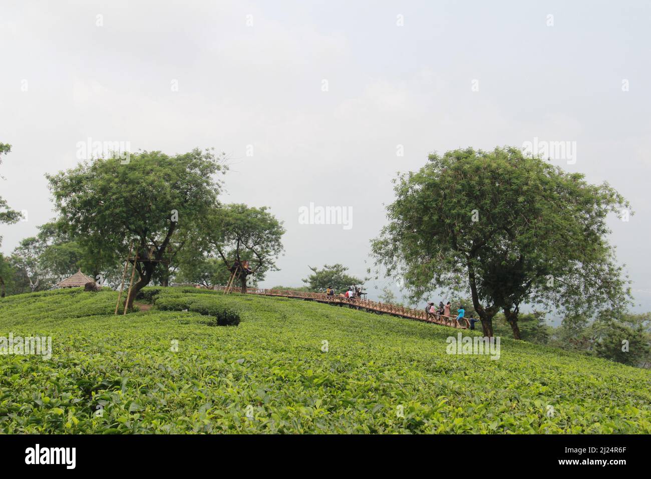 MALANG, INDONESIA - April 28, 2019: Lawang Tea Plantation (kebun teh ...