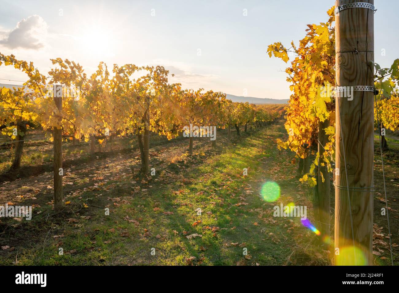 Bright autumn red orange yellow grapevine leaves at vineyard in warm sunset sunlight. Beautiful ...