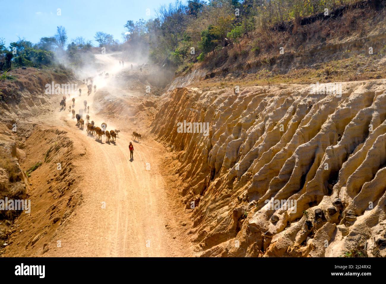 A herd of cows going through a slope with mainly sandy soil, due to ...