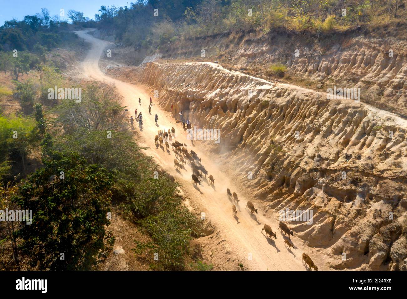 A herd of cows going through a slope with mainly sandy soil, due to ...
