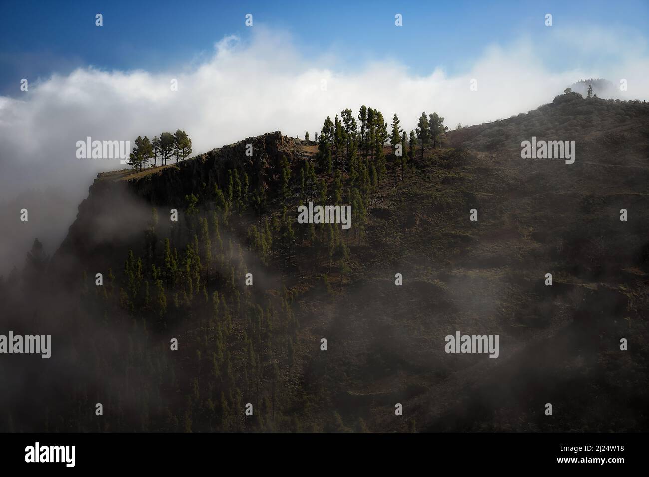 A scenic view of a hill with trees in autumn in the Canary Islands ...