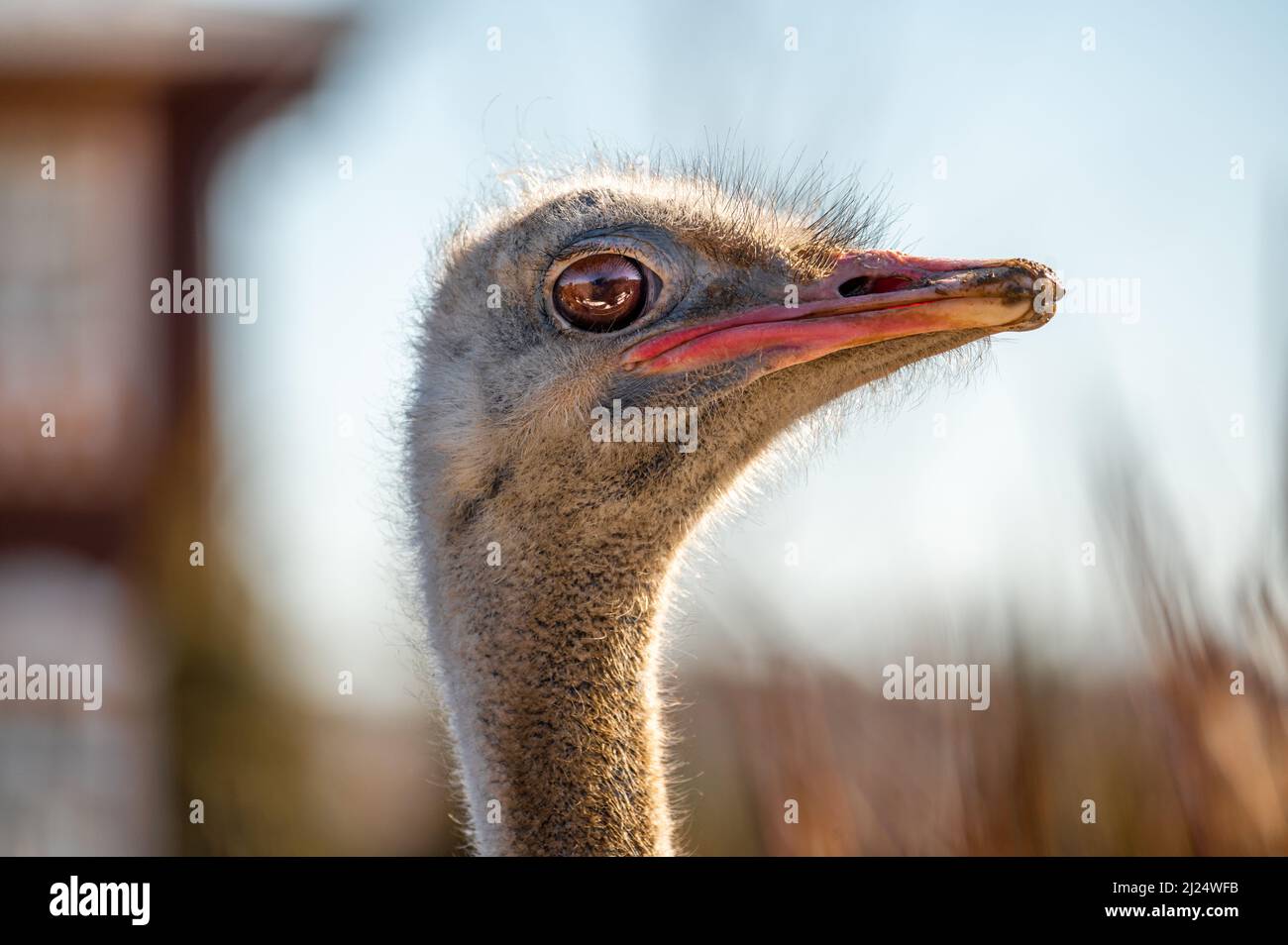 Head shot of an ostrich looking at camera. Ostrich head closeup front ...