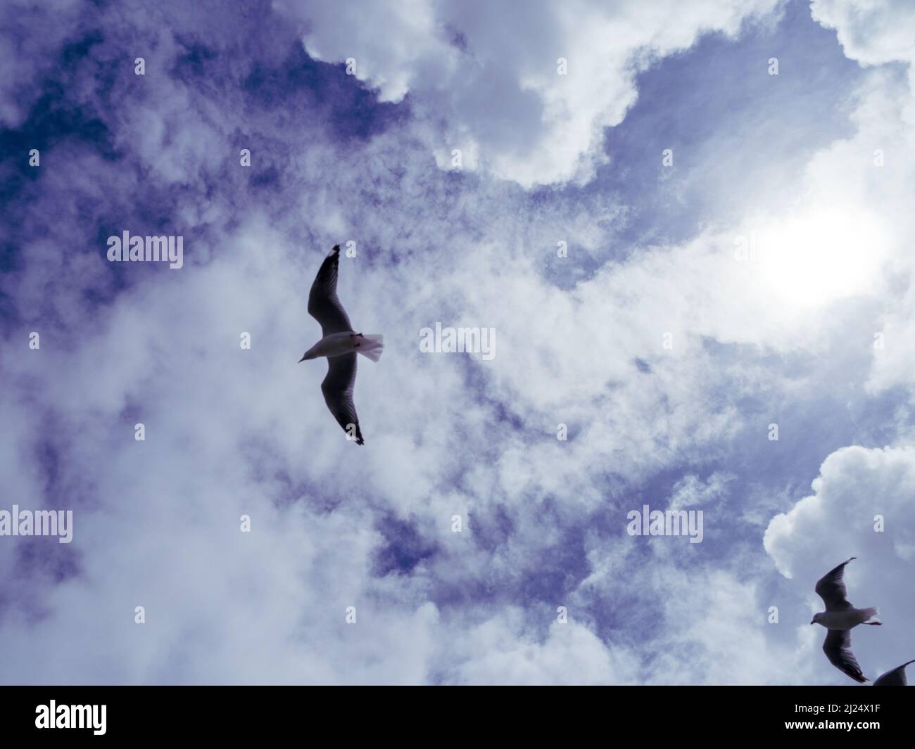 Birds in flight, Australian Silver Gulls or seagulls, wings ...