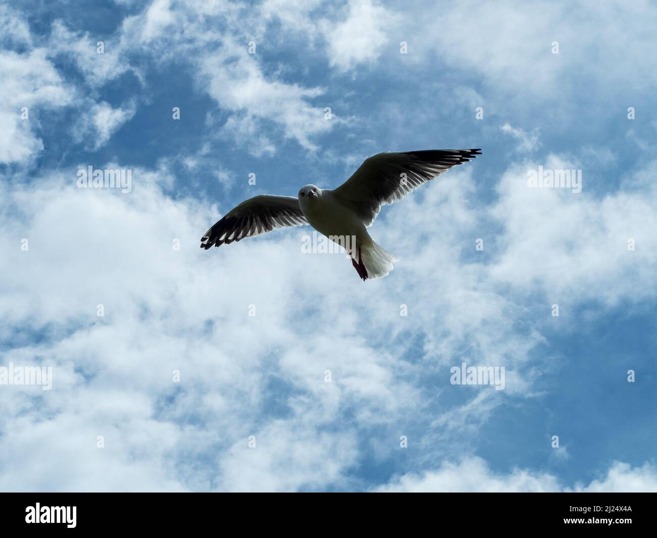 Bird in flight, Australian Silver Gull or seagull, wings outstretched ...