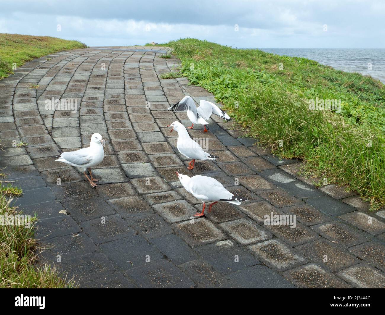Angry seagulls warding off other birds with their fierce stance and ...