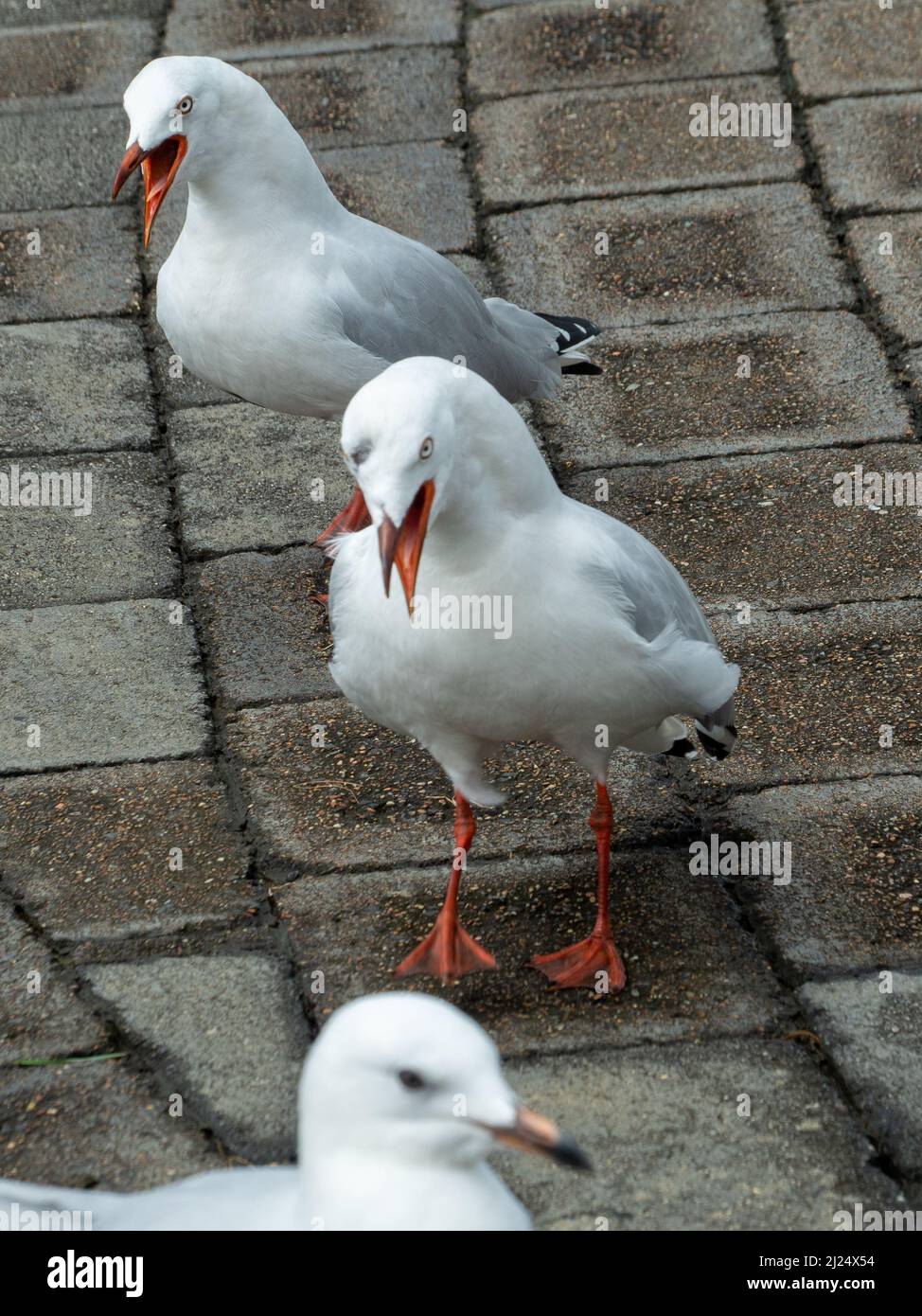 Loud screeching hi-res stock photography and images - Alamy