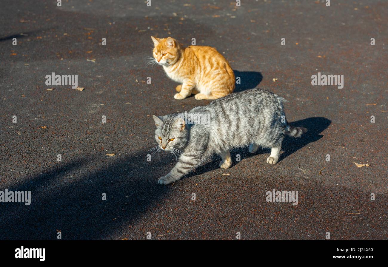 Homeless stray cats begging for food in winter. Problem of homeless ...