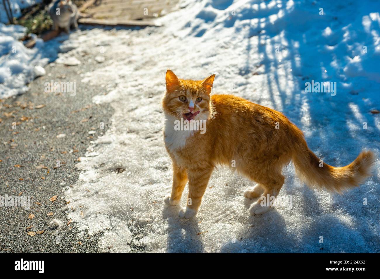 Homeless stray cats begging for food in winter. Problem of homeless ...