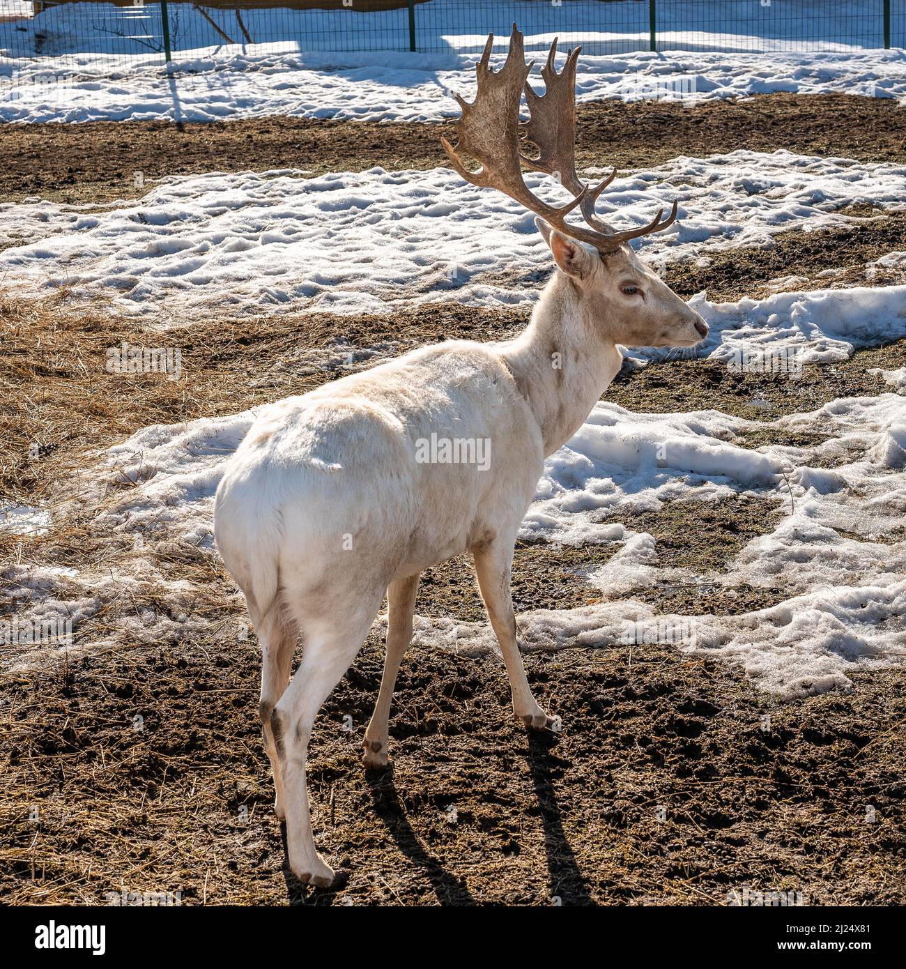 Fallow deer white hi-res stock photography and images - Alamy