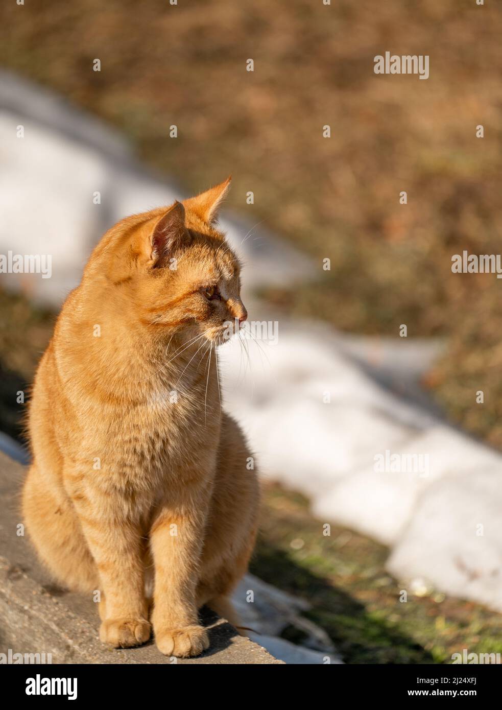 Ginger mixed breed cat, 6 months old outdoors on winter autumn ...