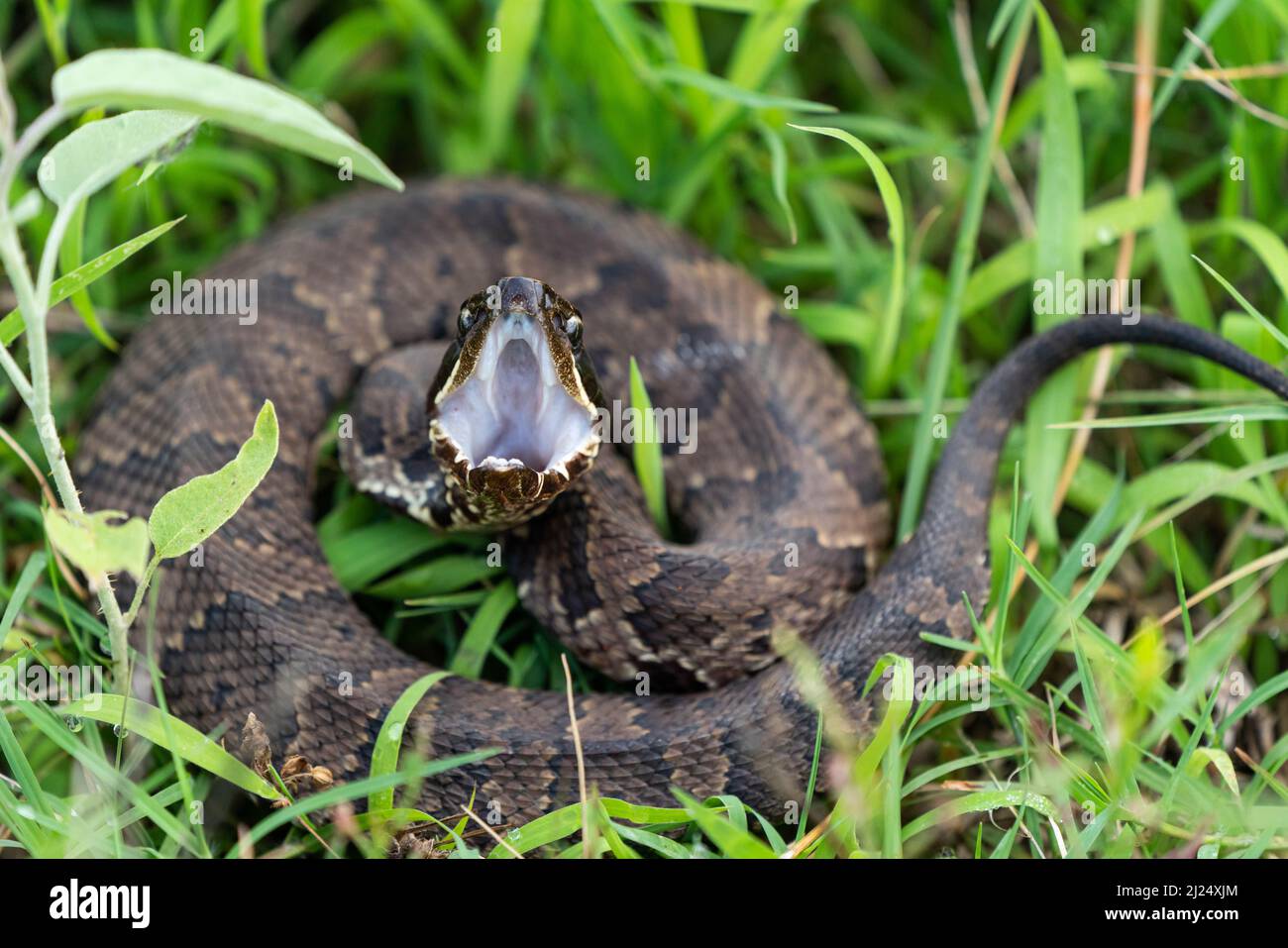 Python mouth open hi-res stock photography and images - Alamy
