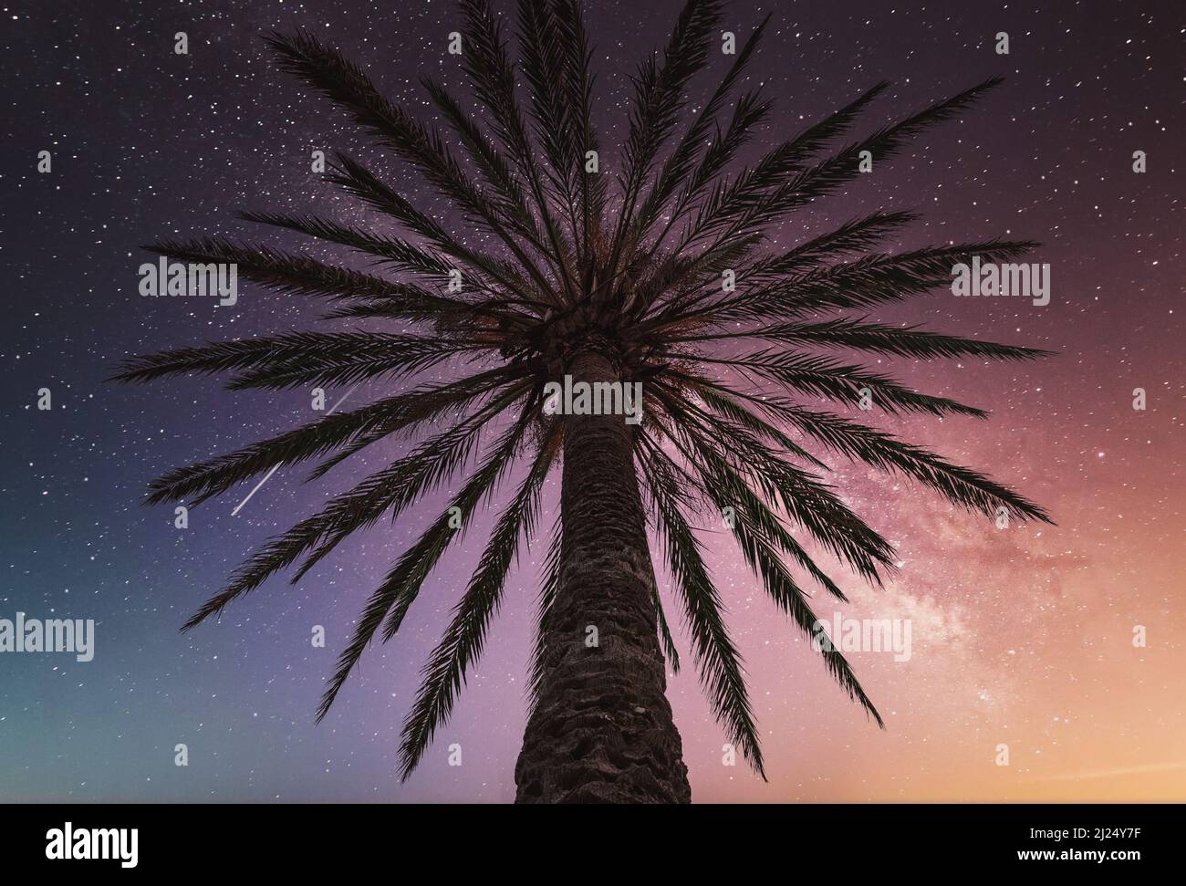 A low angle shot of a palm tree under a Milky Way Galaxy Stock Photo ...