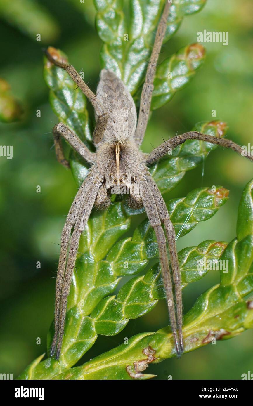 Vertical closeup on a nursery web spider, Pisaura mirabilis, sunbathing ...