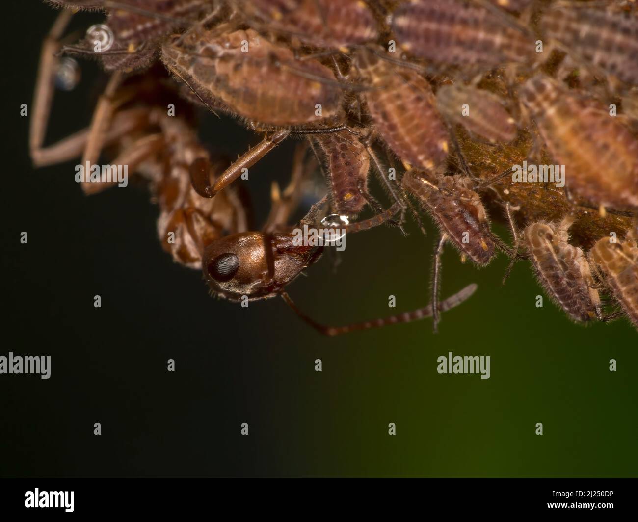 Western thatching ant ant, Formica obscuripes, collecting a drop of ...