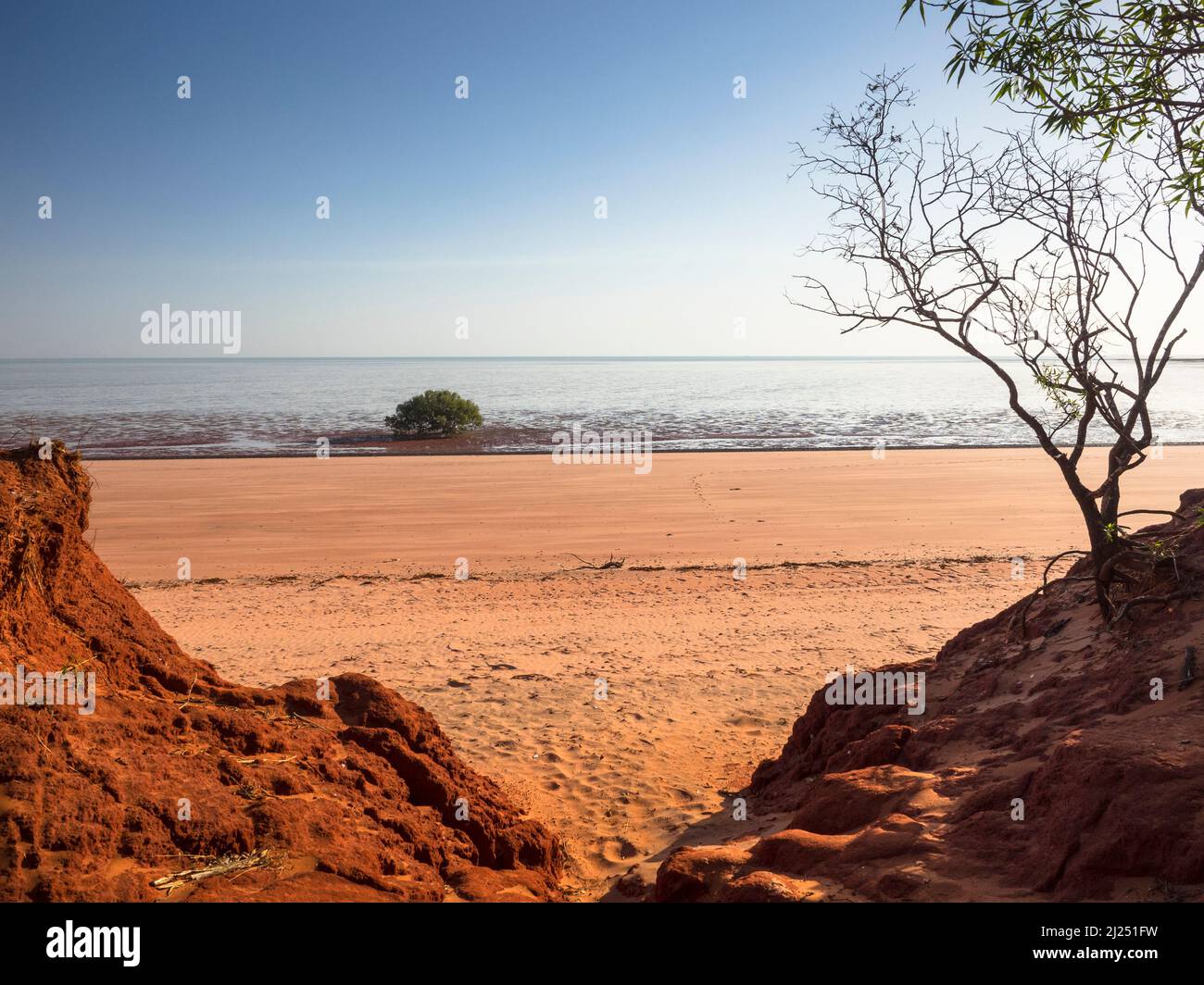 Solitary White Mangrove (Avicennia marina) and red pindan dirt, Roebuck ...