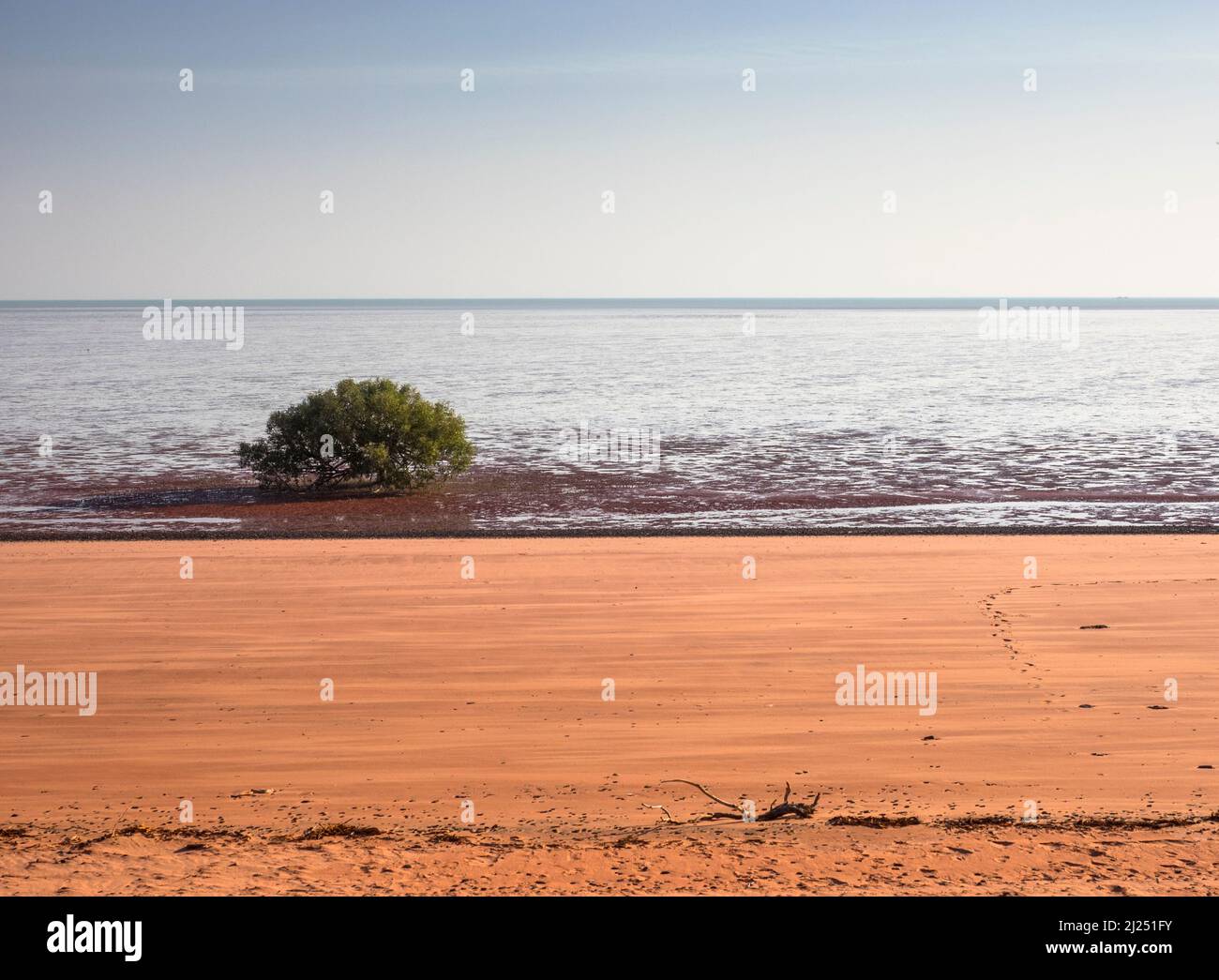 White Mangrove (Avicennia marina) and mud flats at low tide, Roebuck ...