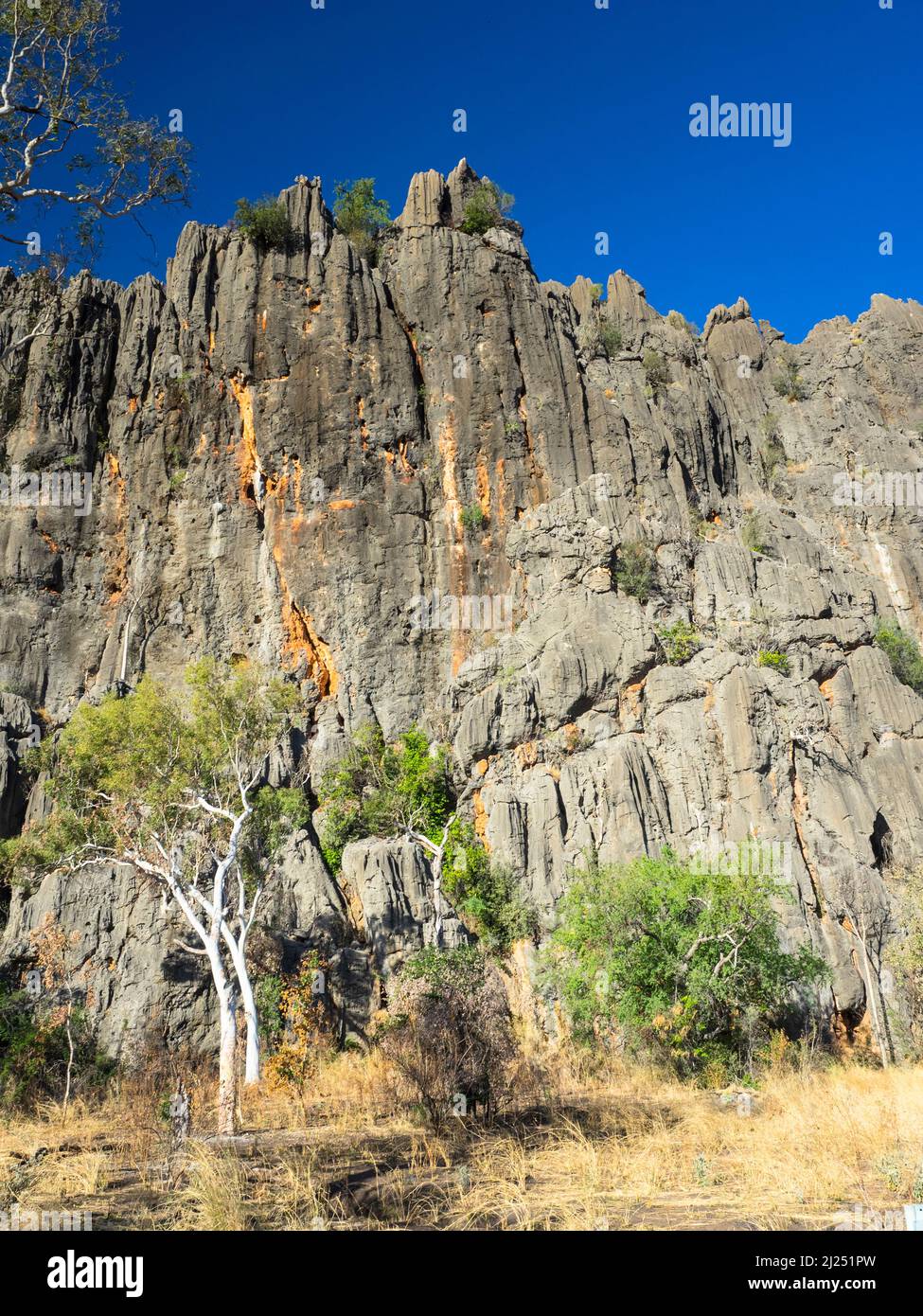 Ghost gums (Corymbia bella) below limestone cliffs of the Napier Range ...