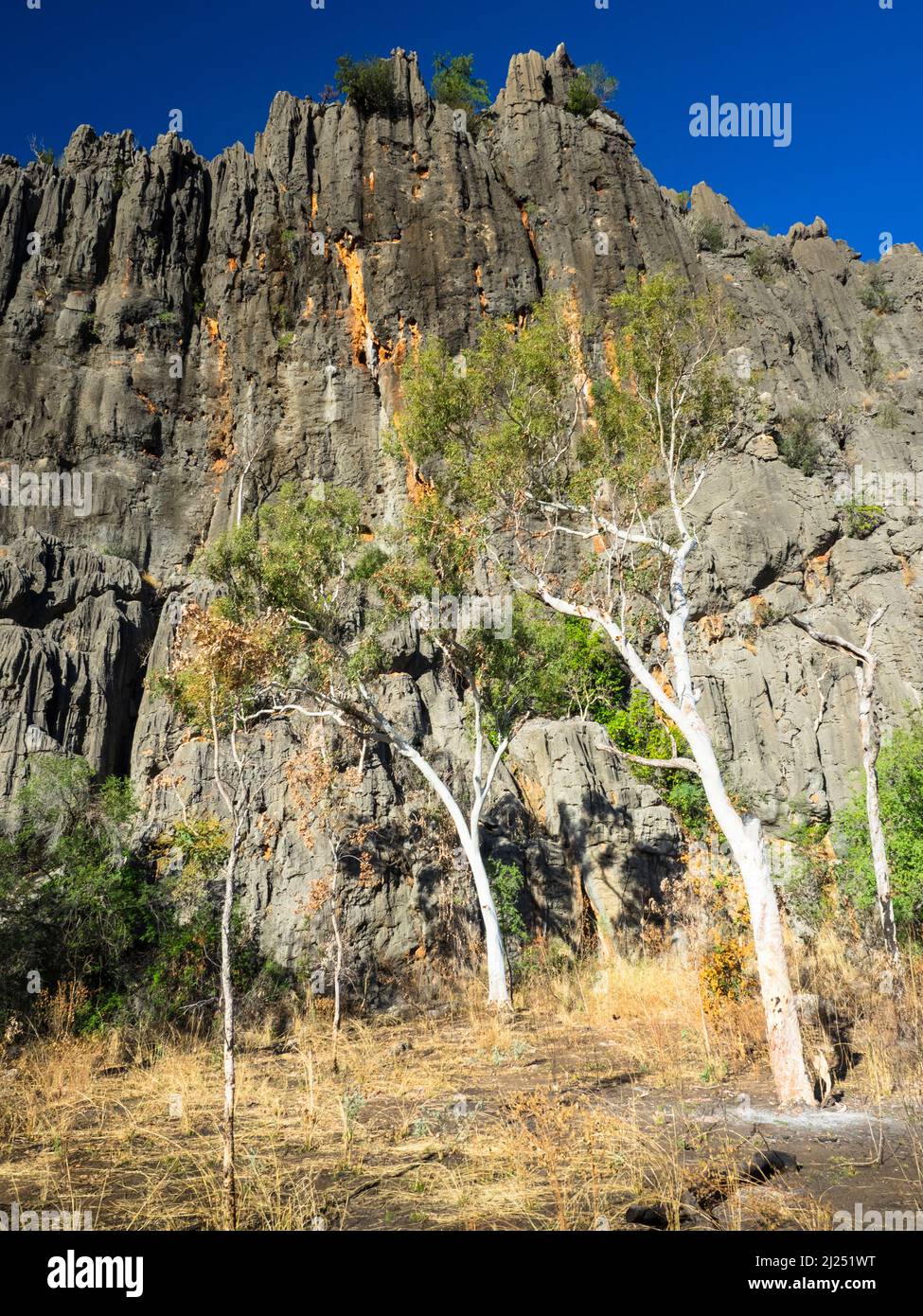 Ghost gums (Corymbia bella) below limestone cliffs of the Napier Range ...